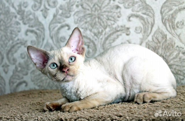 Голубоглазый шоколадик