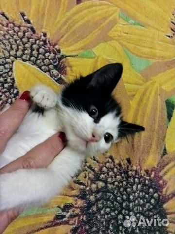 Котик-подросток чёрно-белый