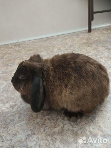 Кролик декоративный вислоухий