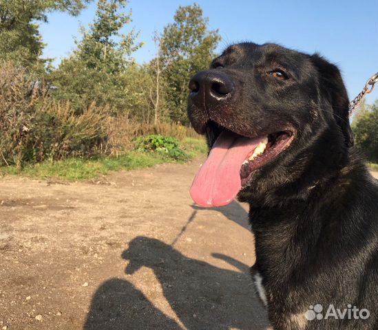 Пёс с большим сердцем