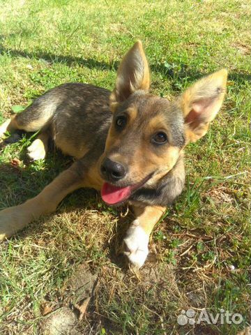 Щенок в добрые руки