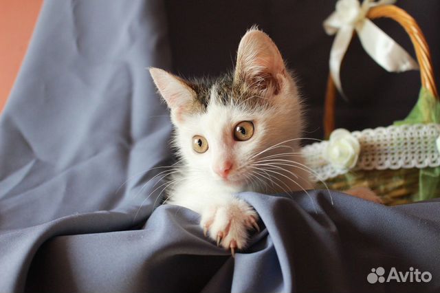 Котёнок Тиша ищет дом