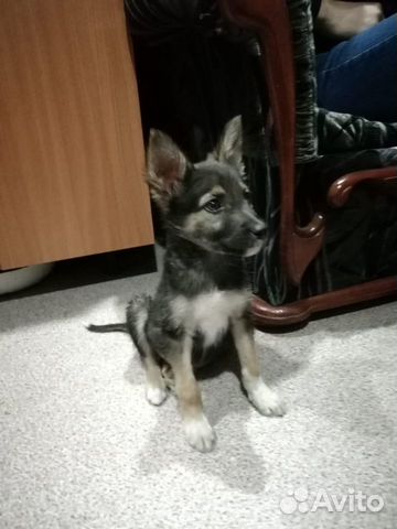 Щеночек обаяшка в добрые руки