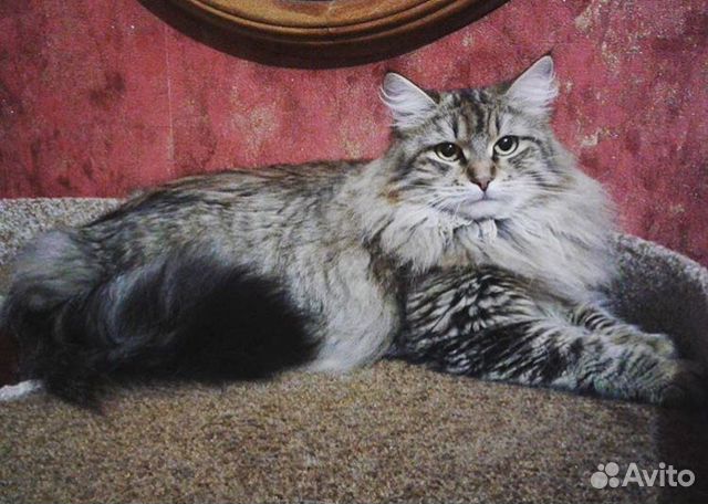 Настоящая сибирская девочка с документами