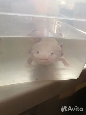 Аксолотль в добрые руки