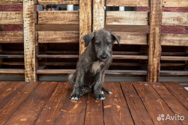 Ирландские Волкодавы