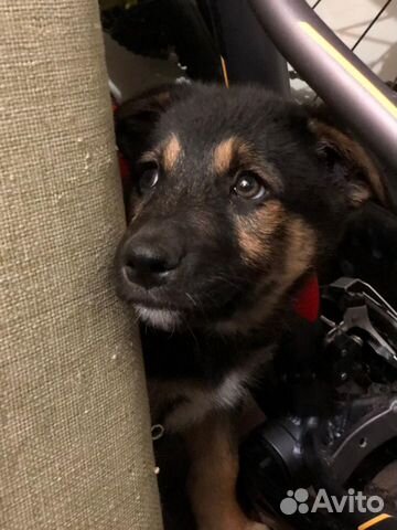 Щенок в дар