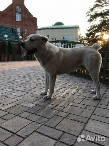 Кобель алабая ищет невесту