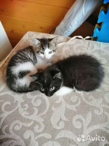 Маленькие милахи котята в добрые руки