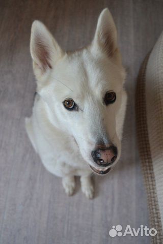 Аляскинский маламут