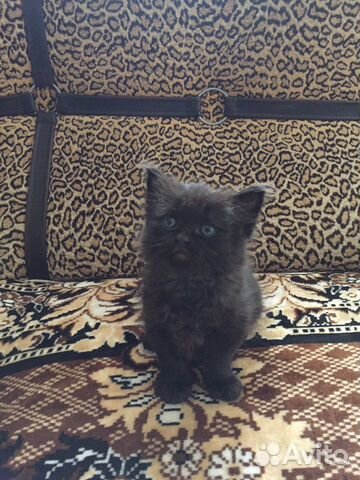 Отдам в добрые руки