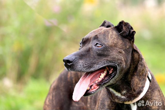 Нежная Эльза в дар