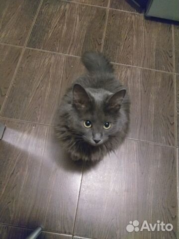 Кошка Нибелунг