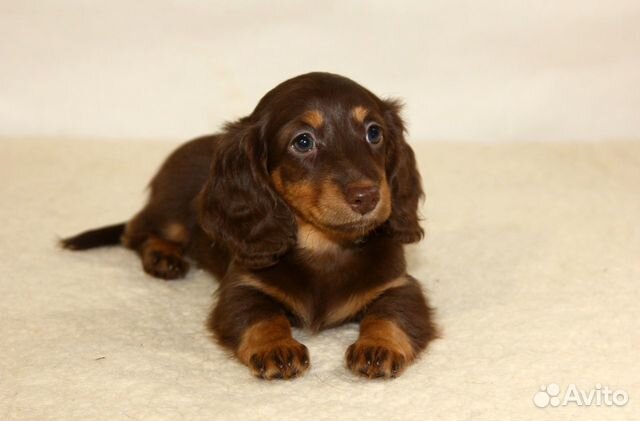 Шоколадная девочка кроличья\мини