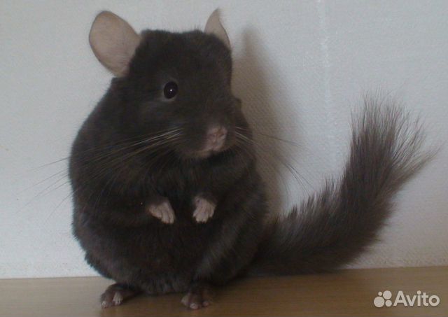 Шиншилла бархатный шоколад