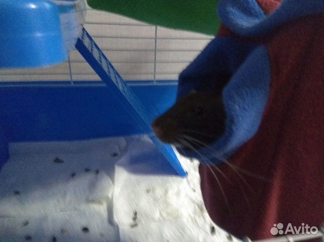 Отдам даром крысу с клеткой