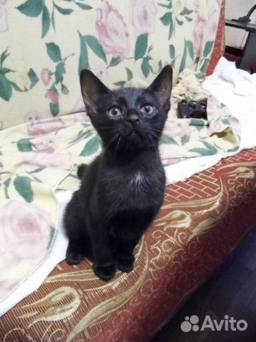 Милый черный котенок с белым пятнышком ищет дом