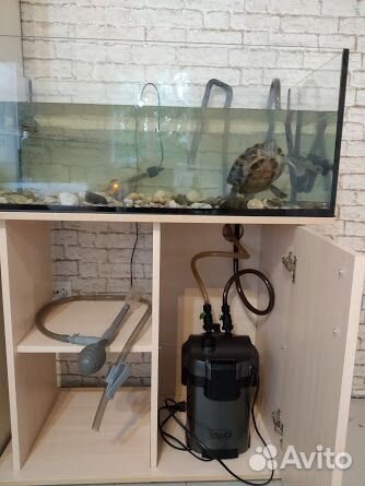 Черепаха красноухая