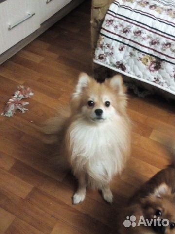 Продаю рыженького шпица в Зеленограде
