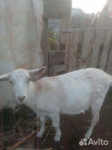 Продам: Стадо молодых коз + взрослый козел