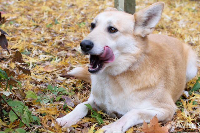 Шейла ищет дом