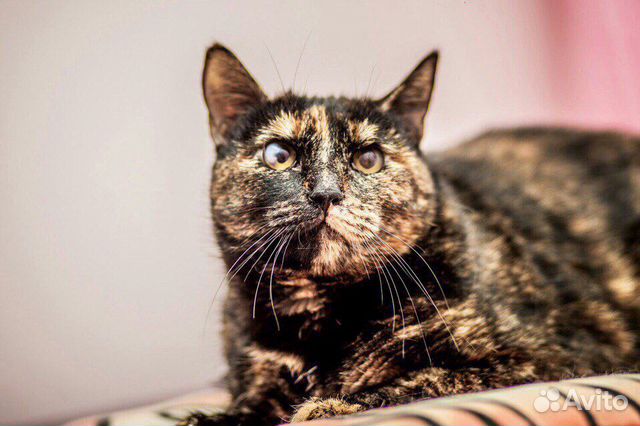 Инопланетная кошка Буся