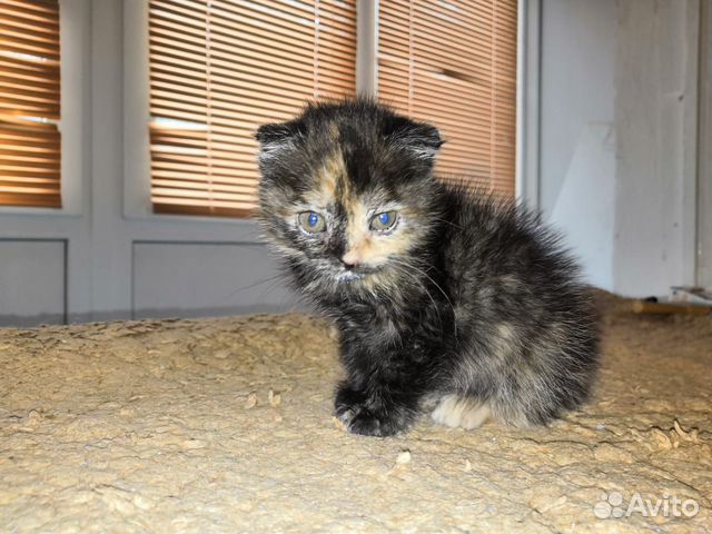 Отдам милого котика мальчика в хорошие добрые руки