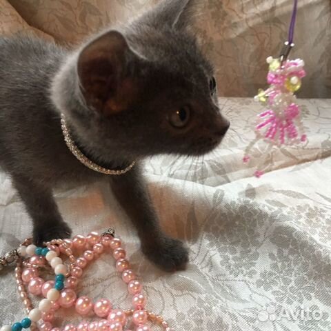 Котенок 2,5 мес в добрые руки