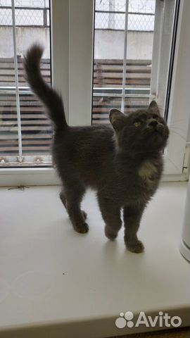 Котенок в добрые руки