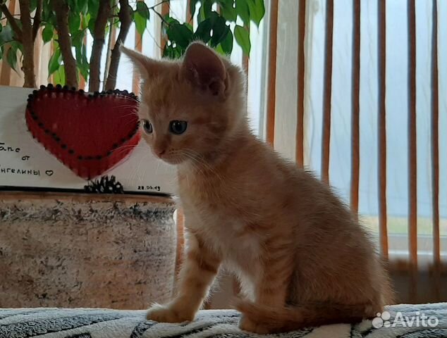 Рыжий котенок в добрые руки, 2 мес., мальчик
