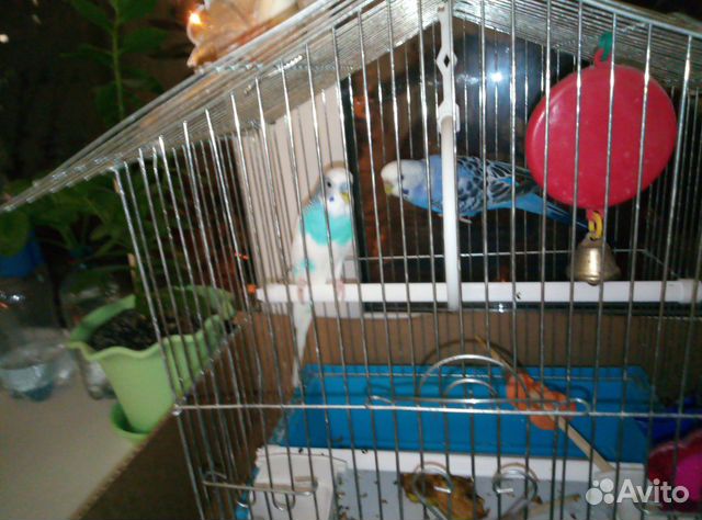 Продам двух папугайчеков самка и самец, клетка в п