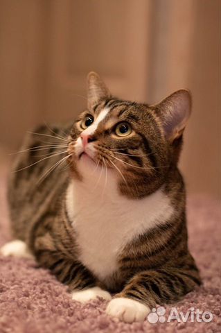 Котик Элвис ищет заботливую семью