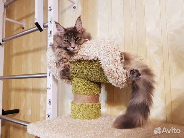 Шикарная девочка Мейн-Кун из питомника