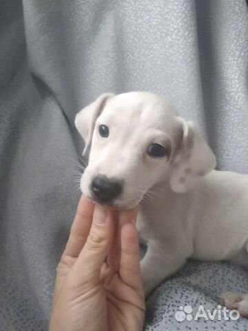 Щенок мальчик