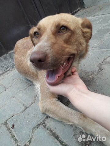 Собака, девочка, отличный друг и охранник