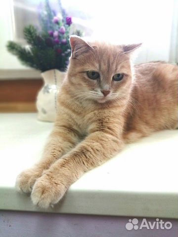 Кошка Таби