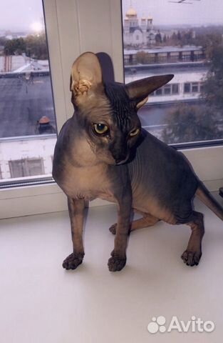 Ждём жениха