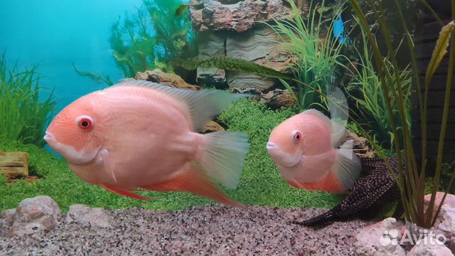 Северум голд