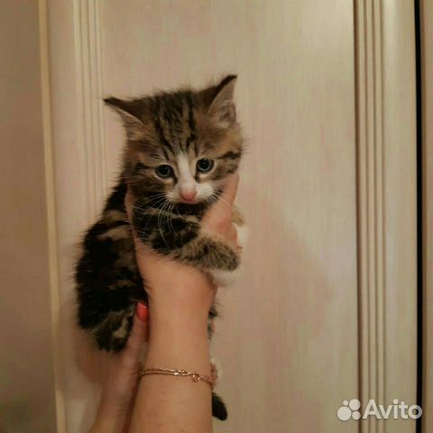 В добрые руки