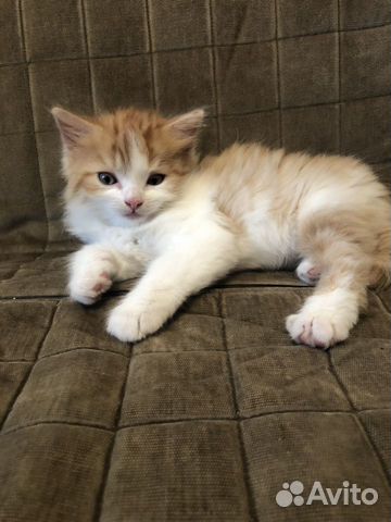 Отдаем котенка