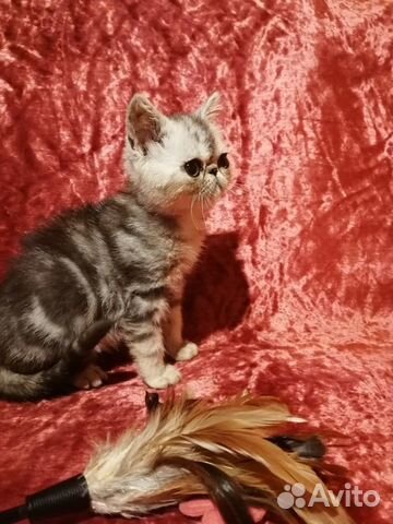 Красивая девочка