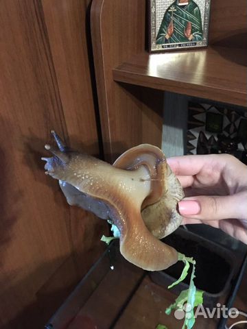 Ахатинская улитка