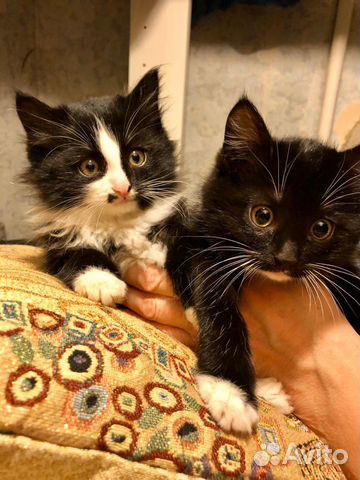 Котята ребята/ котенок / кошка