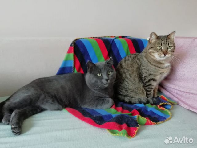 Машка и Бриташа ищут дом