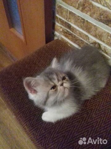 Котик -экзотик