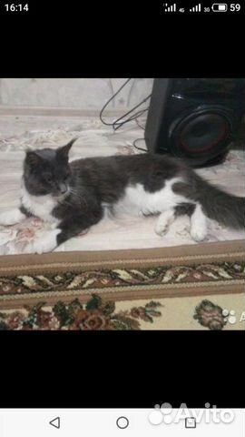 Кошка мейн-кун