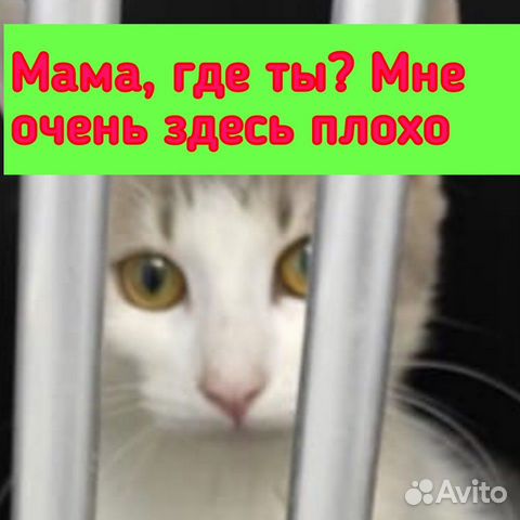 Котенок девочка