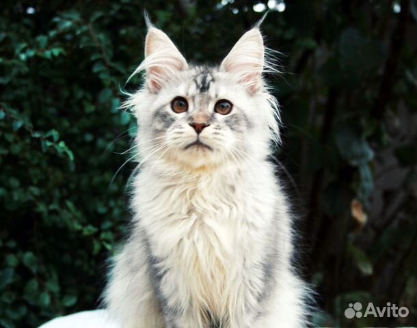 Pale silver полидакты6/6/6/6, 7/7/6/6и классики