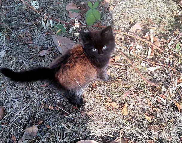 Махонький пушистик, синеглазое счастье