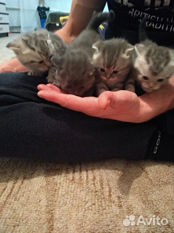 Британские котята